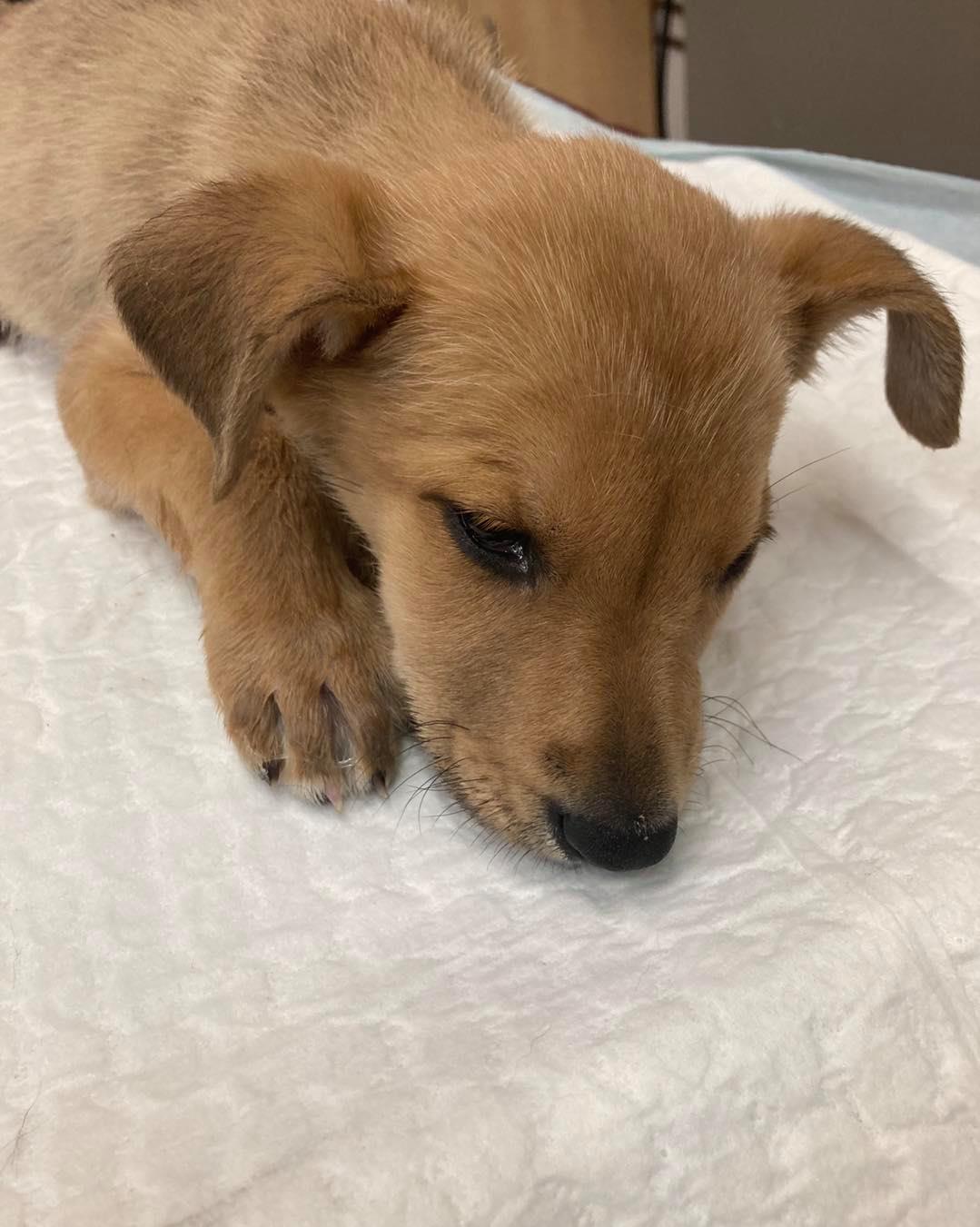 Baby has parvo - Second Chance Animal Rescue Society