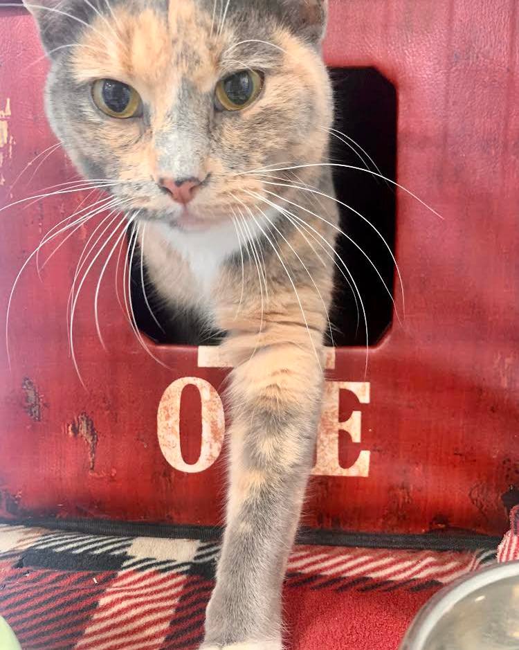 “Once a SCARS animal, always a SCARS animal.” - Second Chance Animal ...