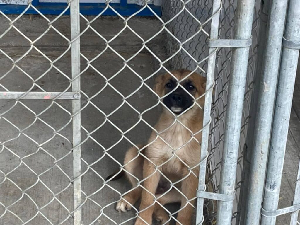 Almost 800 pets helped in five months! - Second Chance Animal Rescue ...