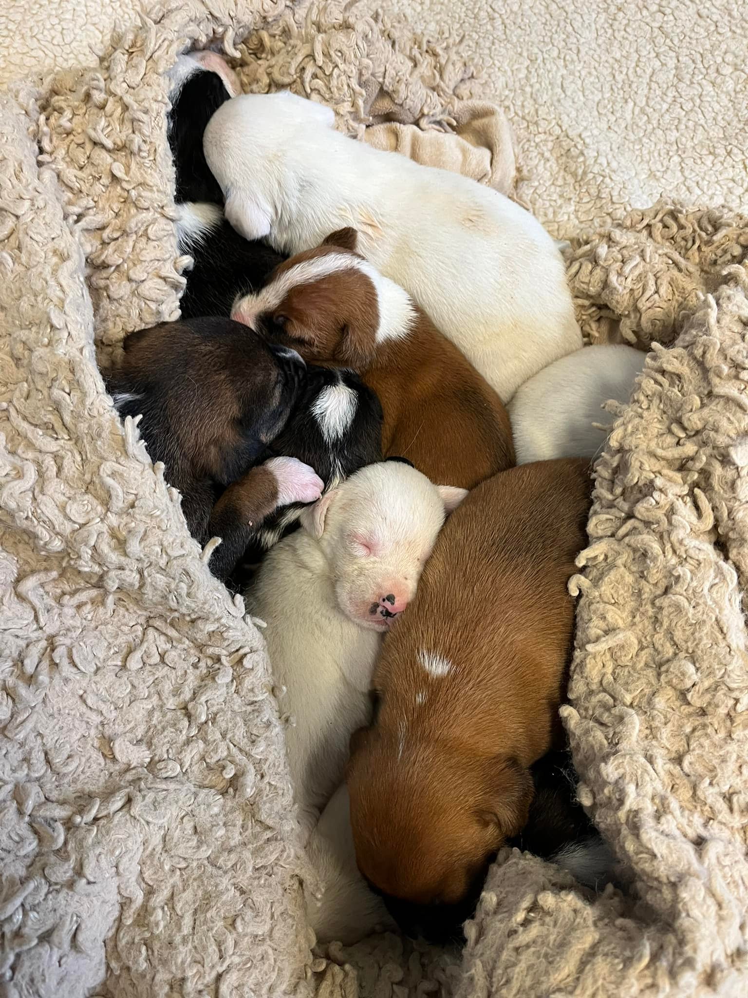 Mom with mastitis comes into care (Warning: graphic image) - Second ...