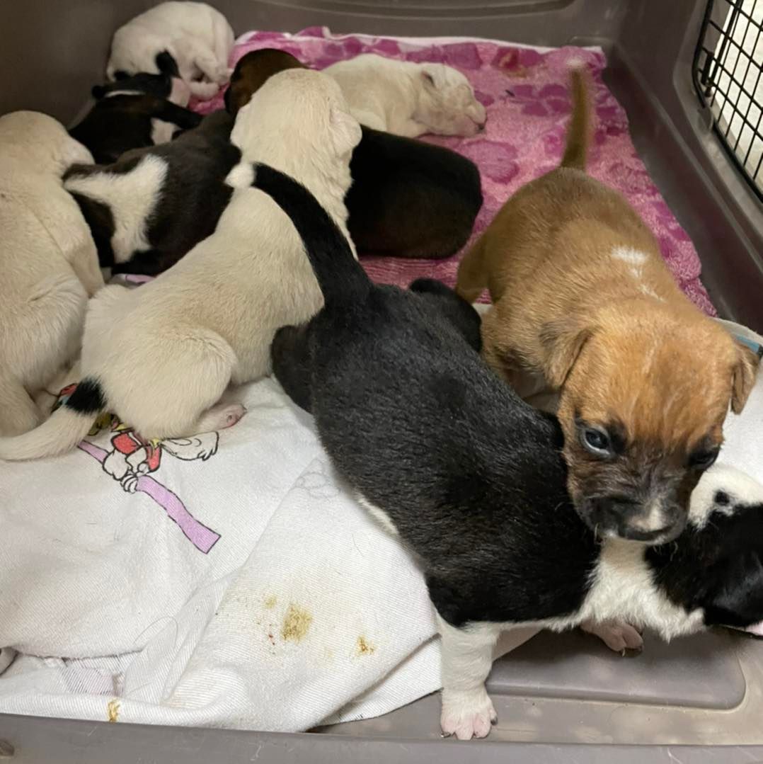 Mom with mastitis comes into care (Warning: graphic image) - Second ...