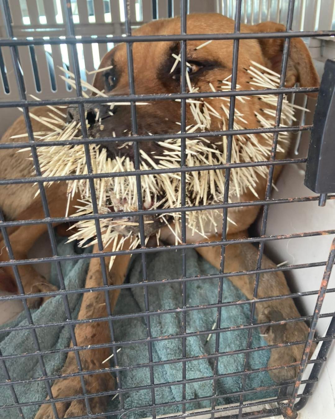 Emergency intake with porcupine quills - Second Chance Animal Rescue ...